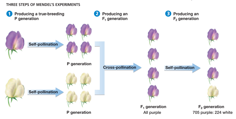 Hukum Mendell | cherrypa